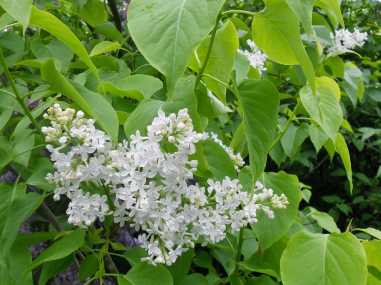 Alyvos (lot. Syringa, vok. Flieder) - liaudiesismintispataria.lt