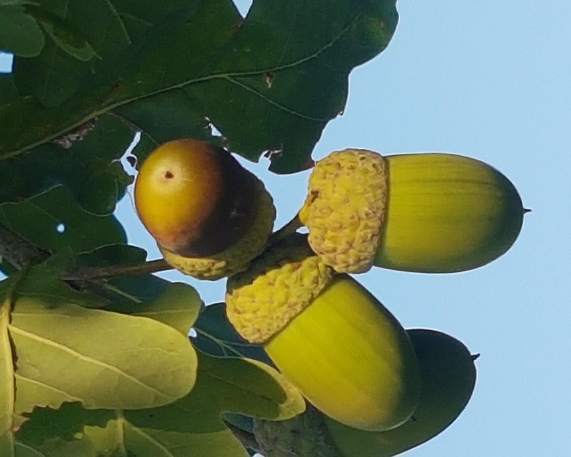 ĄŽUOLO GILĖS - liaudiesismintispataria.lt