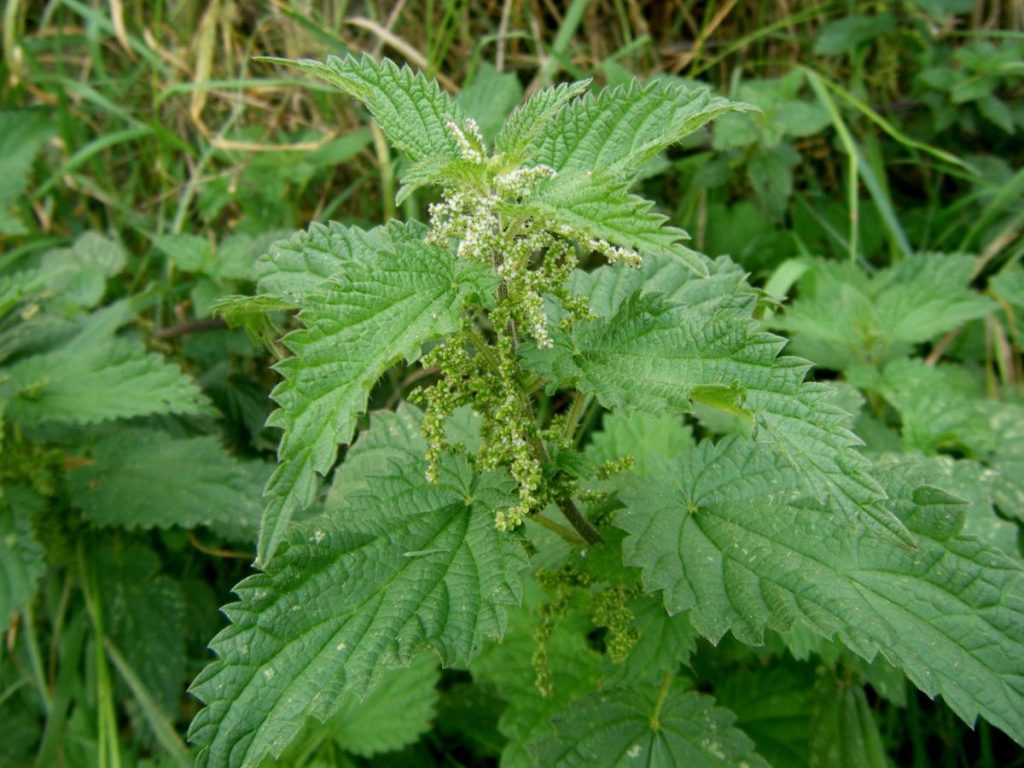 Dilgėlė (lot. Urtica, angl. Nettle, vok. Brennnessel ...