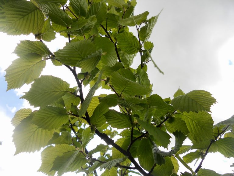 Lazdyno lapai - liaudiesismintispataria.lt