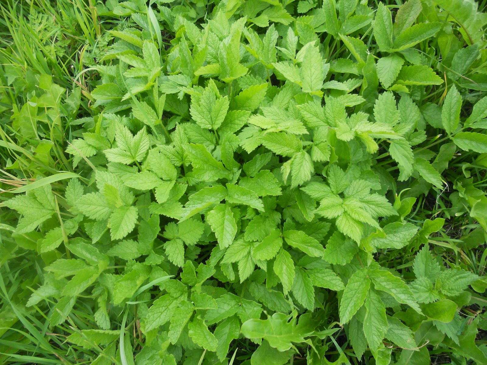 Garšva (lot. Aegopodium podagraria) - liaudiesismintispataria.lt