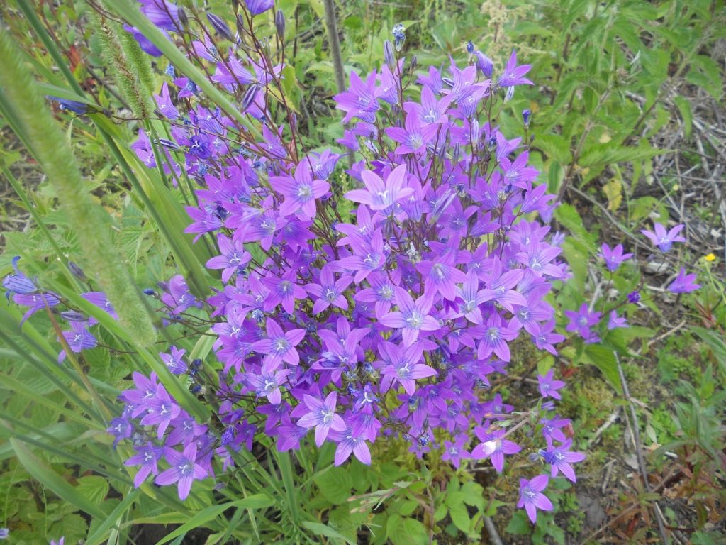 Pievinis katilėlis (lot.Campanula) - liaudiesismintispataria.lt