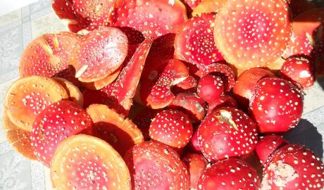 Odos grybelis | liaudiesismintispataria.lt