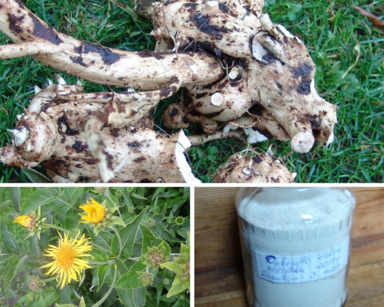 Debesylo šaknys - liaudiesismintispataria.lt