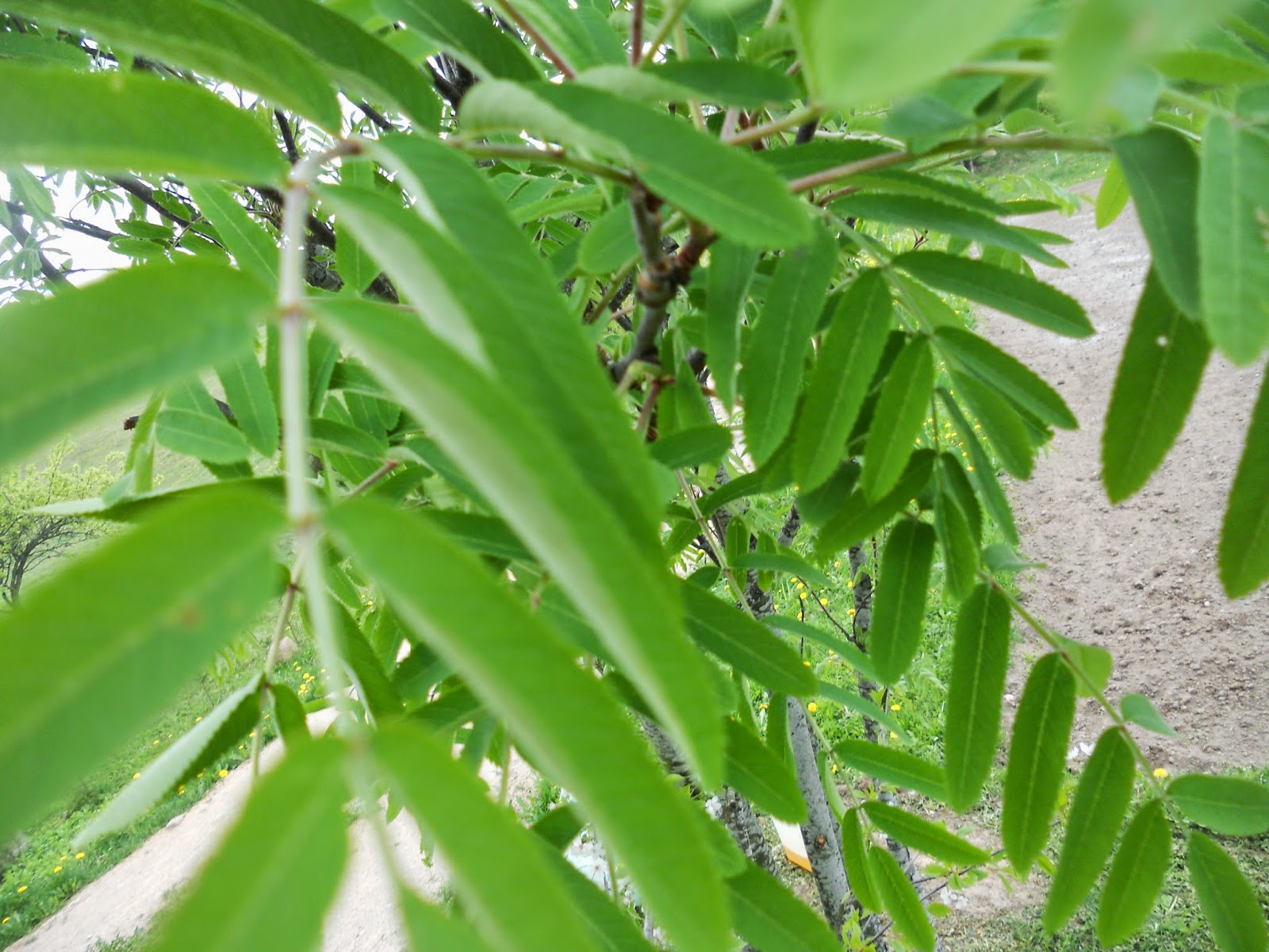 Šermukšnio lapai (lot. Sorbus, vok. Mehlbeeren ...