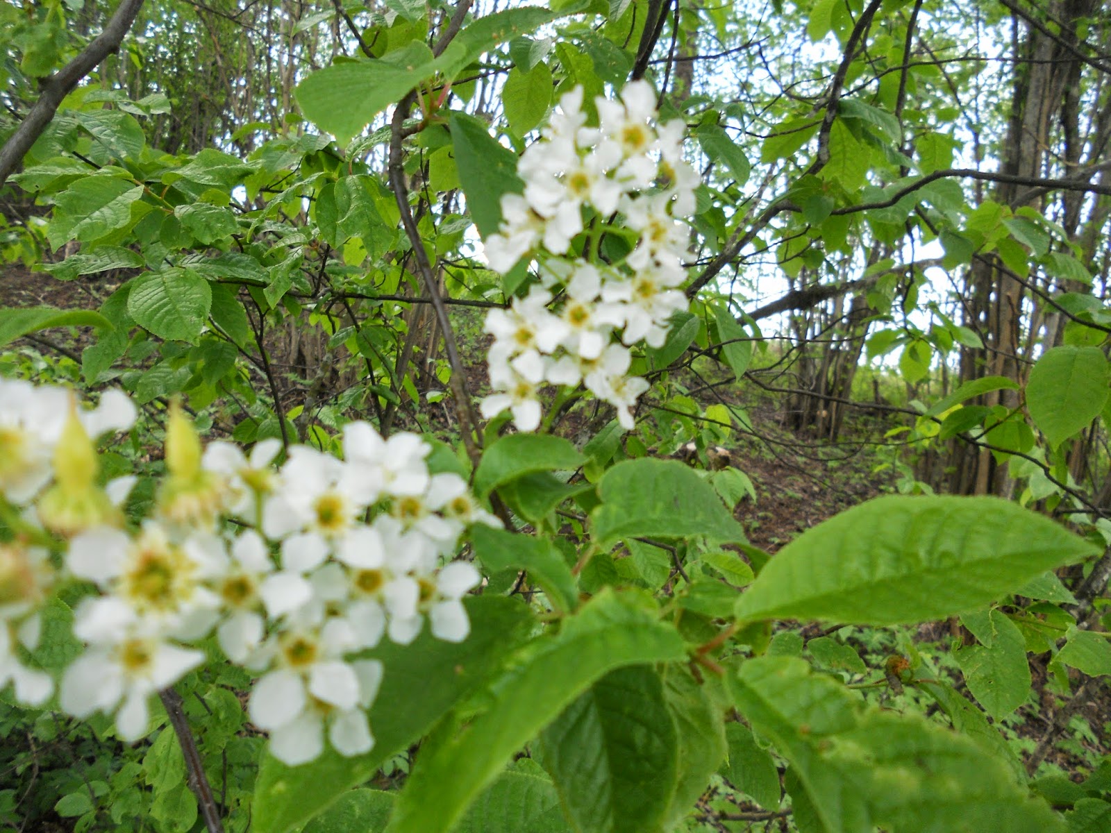 Ieva (lot. Padus, angl. Bird cherry) - liaudiesismintispataria.lt