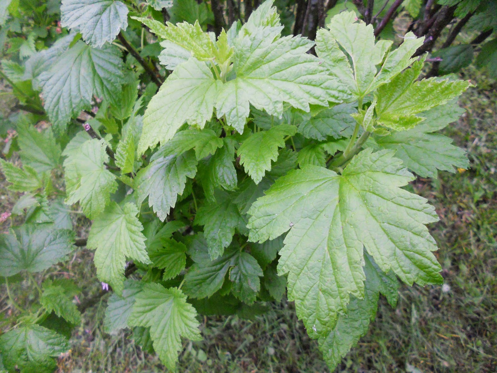 Juodųjų serbentų lapai - liaudiesismintispataria.lt