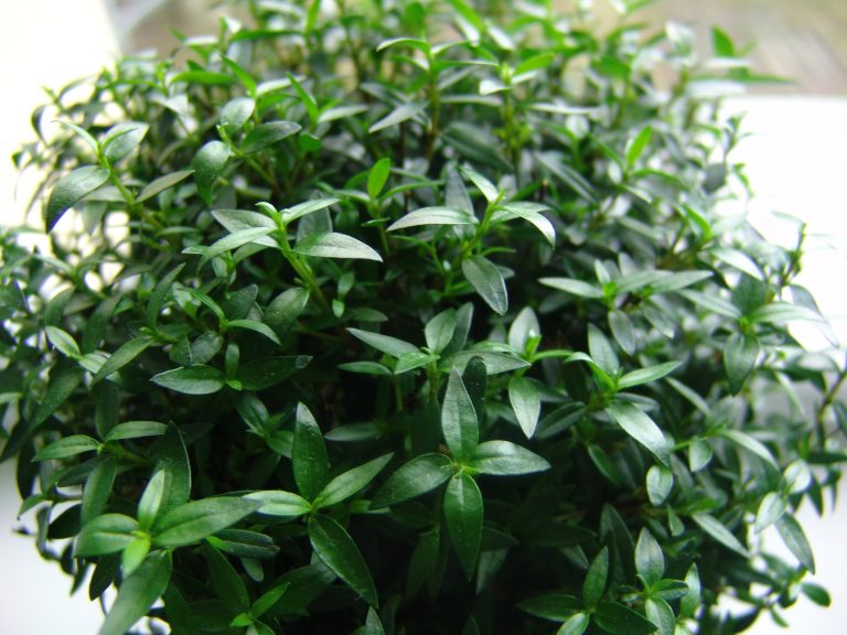 Mirta (lot. myrtus communis) - liaudiesismintispataria.lt