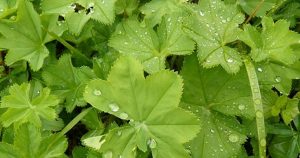 Rasakila (lot. Alchemilla, angl. Lady's mantle, vok. Frauenmantel ...
