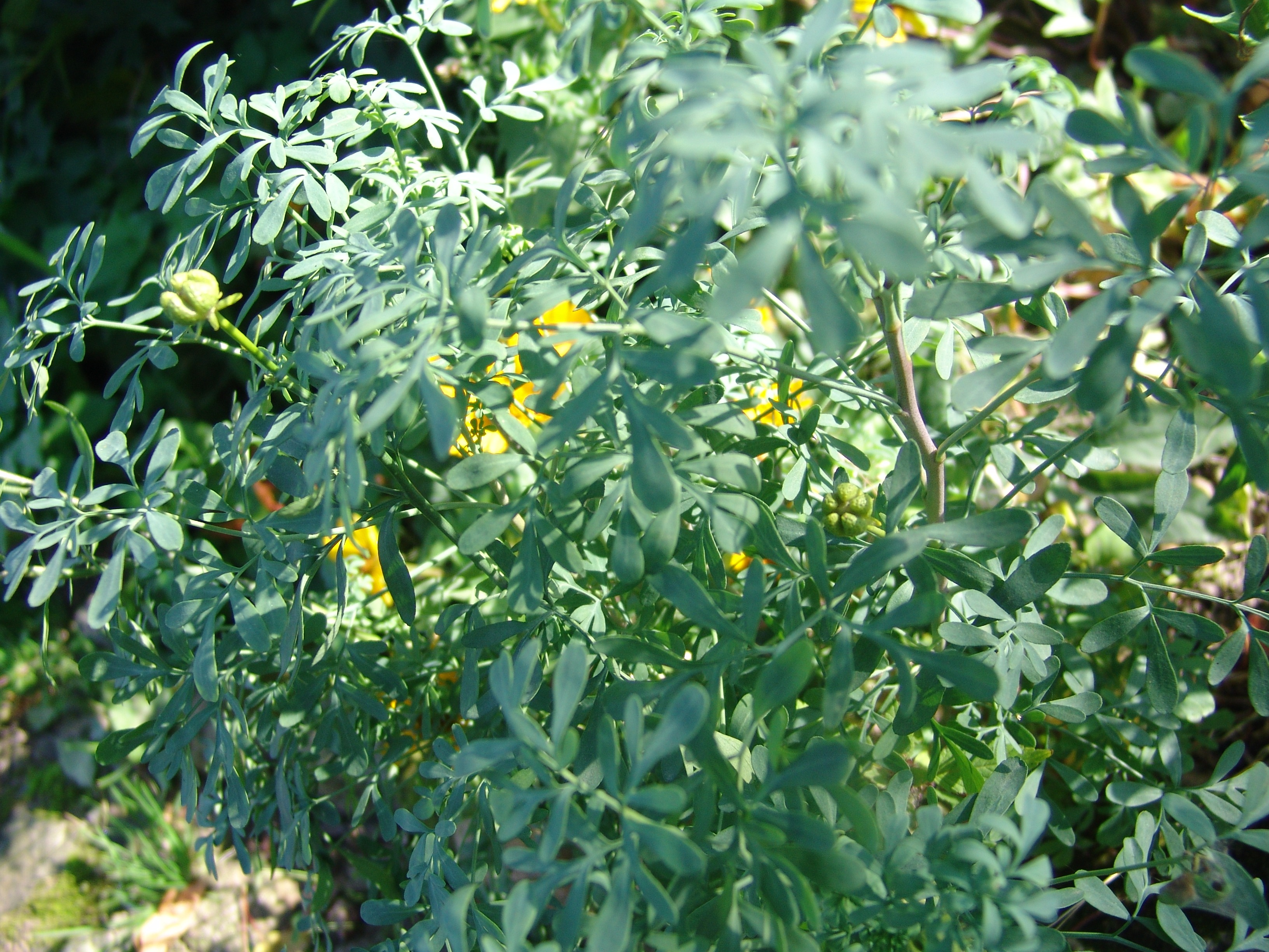 Rūta (lot. Ruta) - liaudiesismintispataria.lt