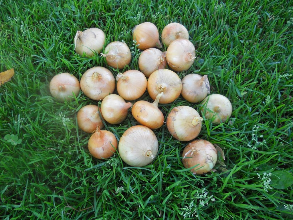 Svogūnų lukštai - liaudiesismintispataria.lt