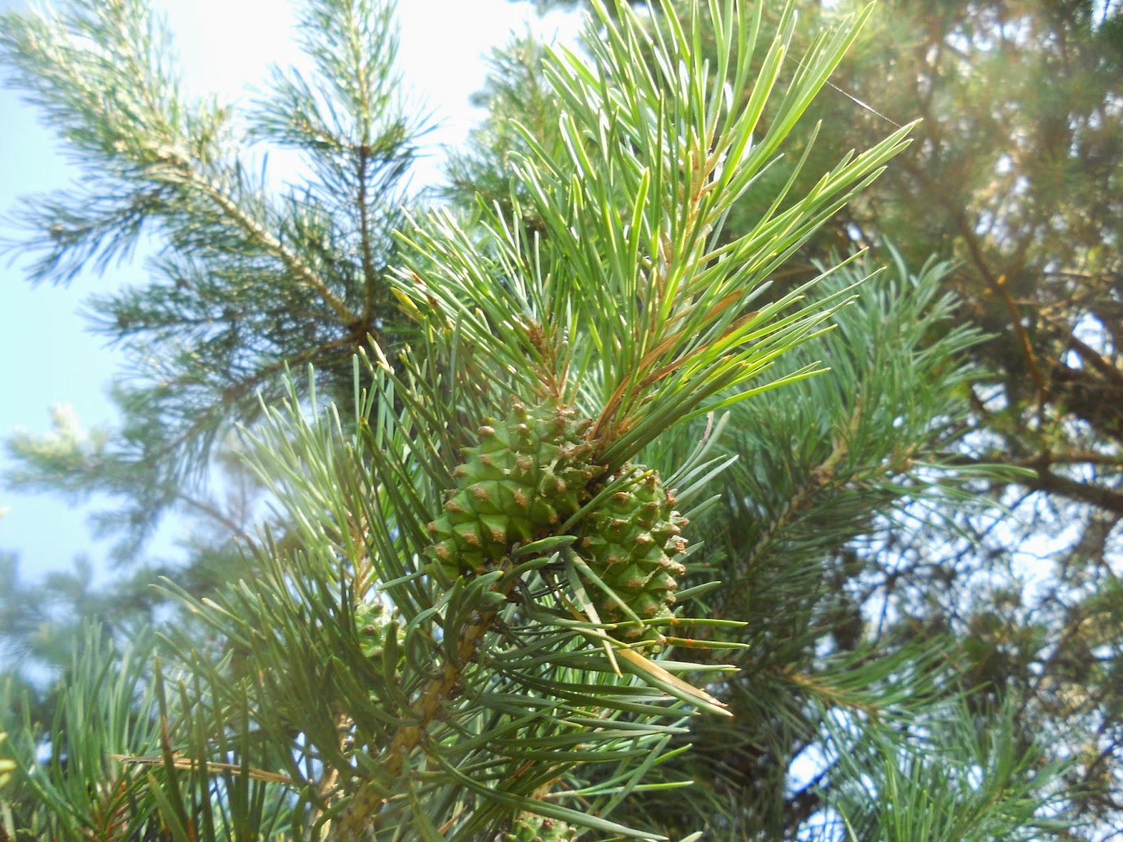 Žali pušų kankorėžiukai (lot. conus, strobilus ...