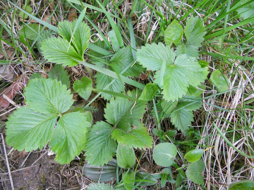 Žemuogės (lot. Fragaria vesca, angl. Woodland Strawberry, vok. Wald ...