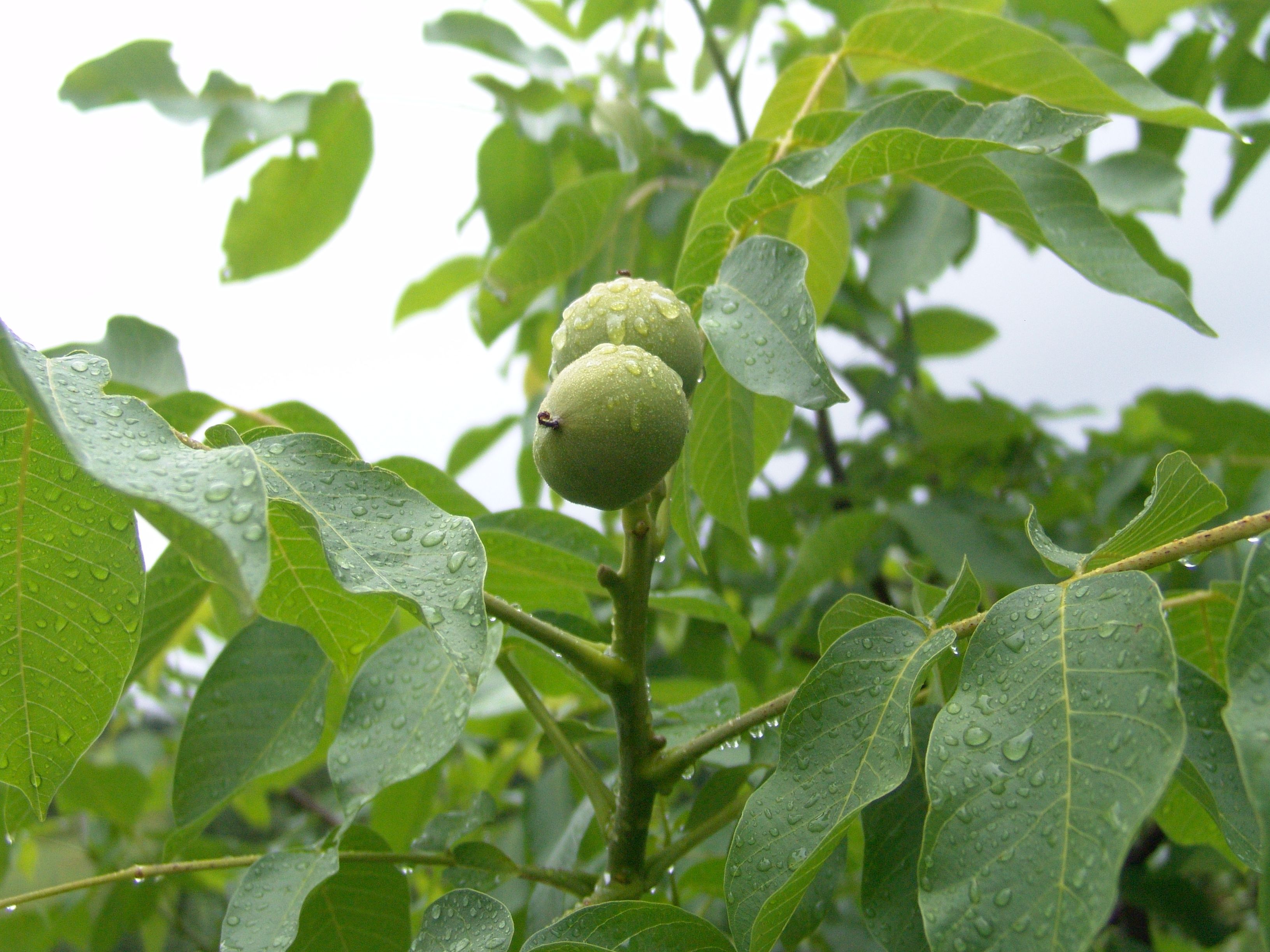 Žalias graikinis riešutas - liaudiesismintispataria.lt