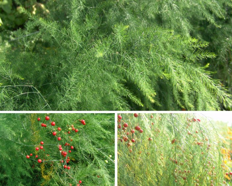 Smidras (lot. Asparagus officinalis) - liaudiesismintispataria.lt