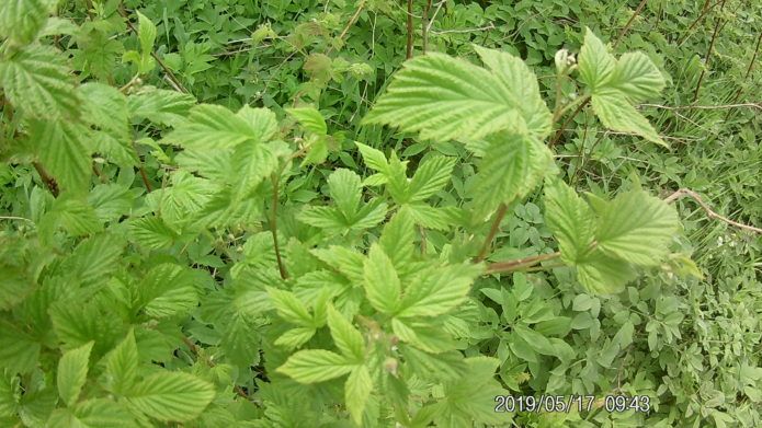 Aviečių lapai - liaudiesismintispataria.lt