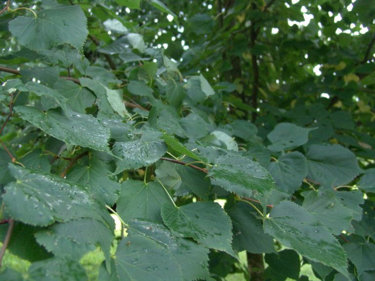 Liepos lapai - liaudiesismintispataria.lt