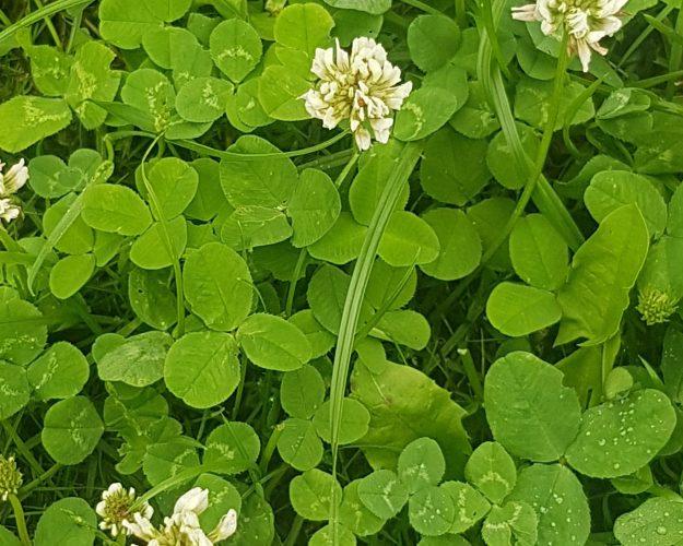 BALTASIS DOBILAS (Lot. Trifolium repens) - liaudiesismintispataria.lt