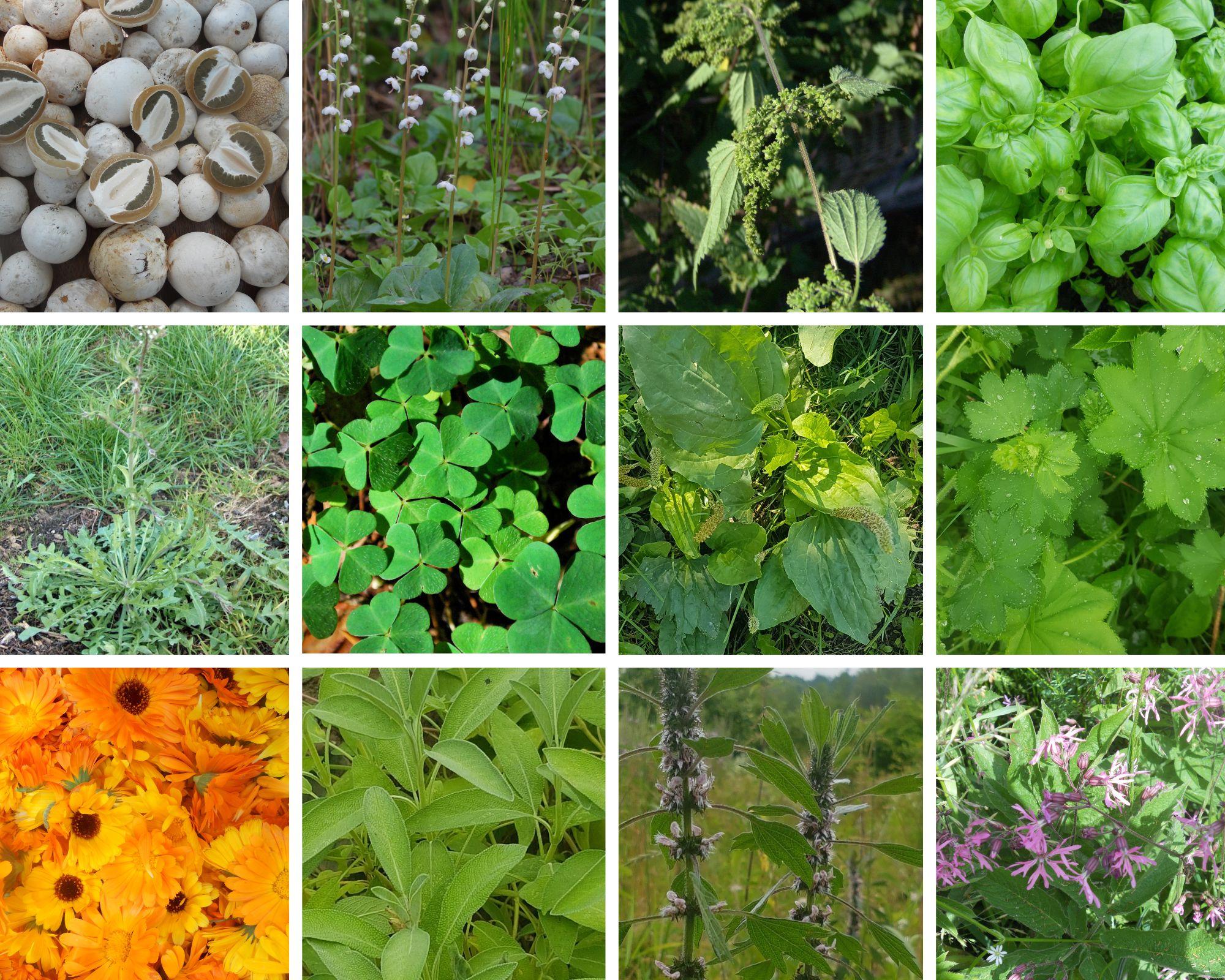 NEVAISINGUMAS – vaistinių augalų pagalba - liaudiesismintispataria.lt