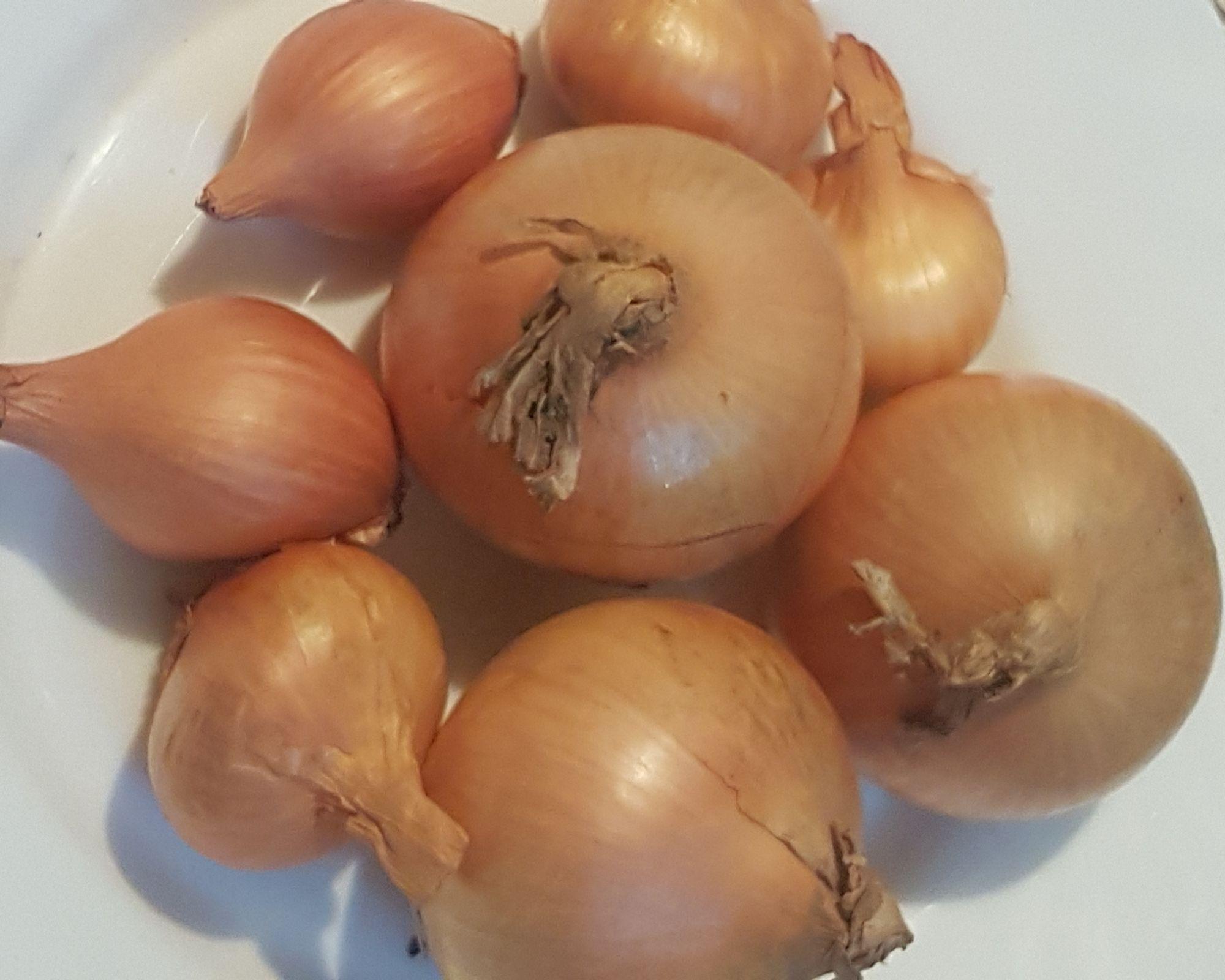 SVOGŪNAS (lot. Allium cepa L.) - liaudiesismintispataria.lt