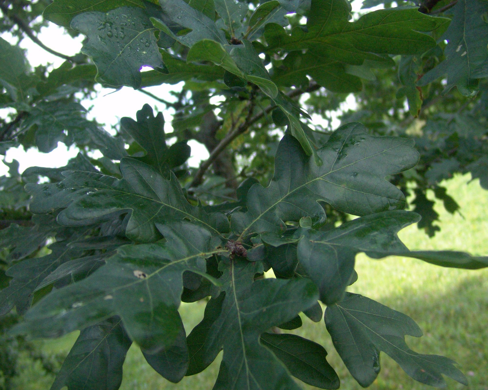 ĄŽUOLO LAPAI - liaudiesismintispataria.lt