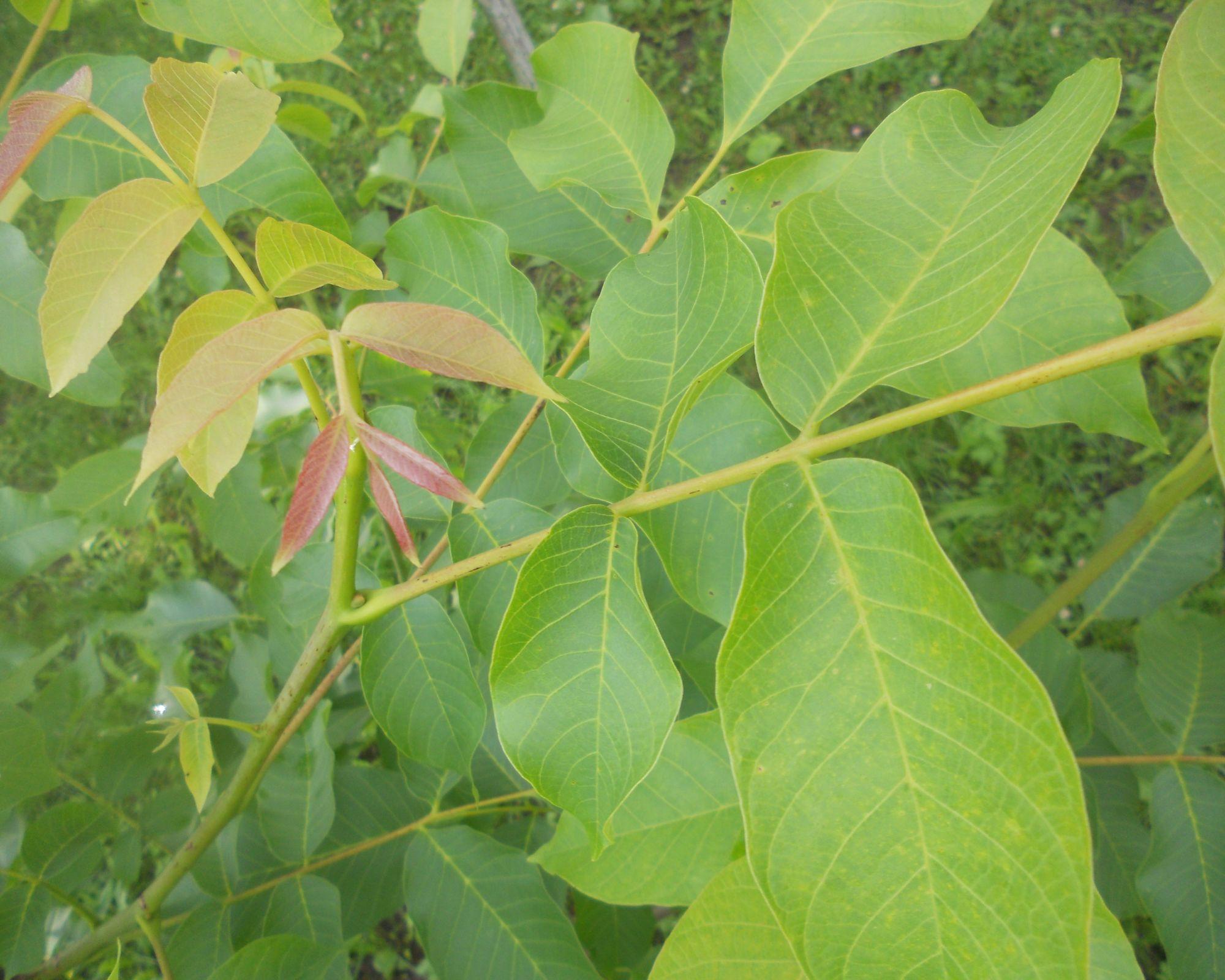 GRAIKINIO RIEŠUTO LAPŲ TINKTŪRA - liaudiesismintispataria.lt