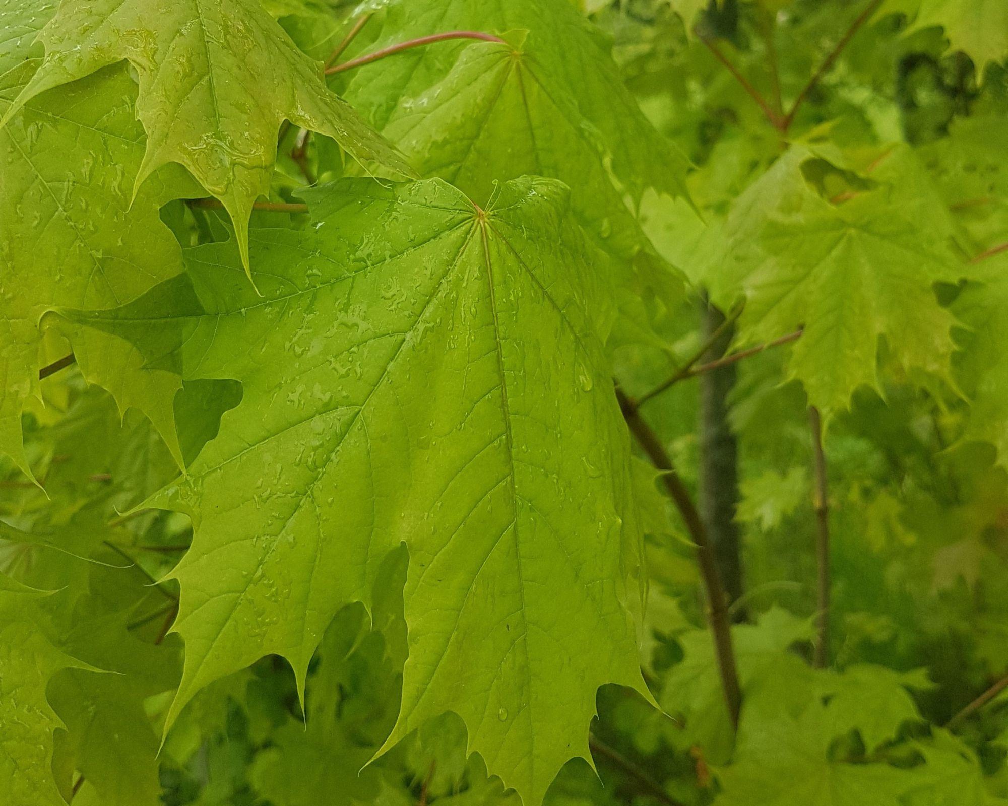 KLEVO ŽIEVĖ - liaudiesismintispataria.lt