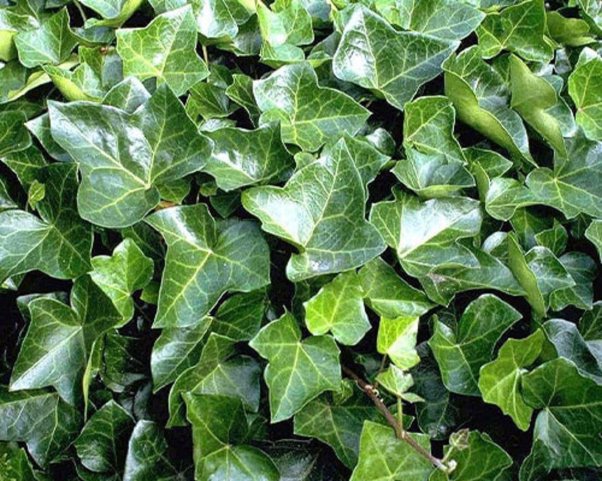 GEBENĖ IR JOS VAISTINĖS SAVYBĖS - liaudiesismintispataria.lt