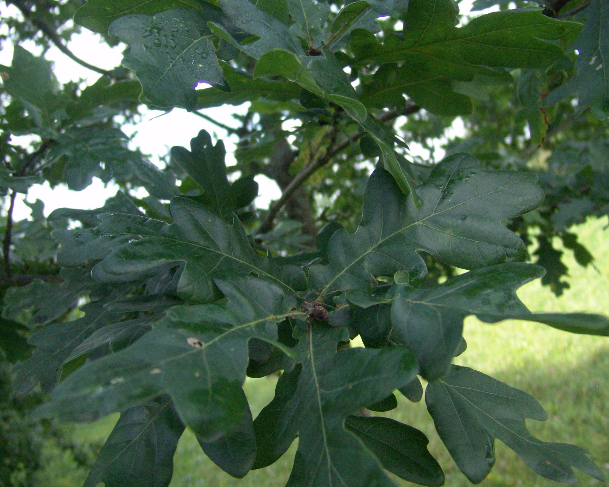 ĄŽUOLO ŽIEVĖ - liaudiesismintispataria.lt