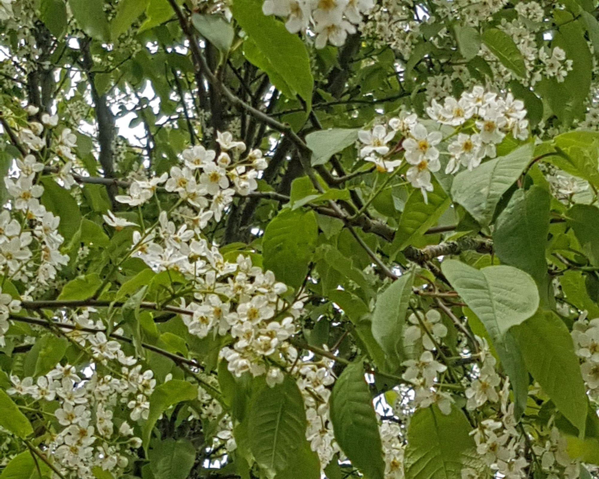 IEVOS ŽIEVĖ - liaudiesismintispataria.lt