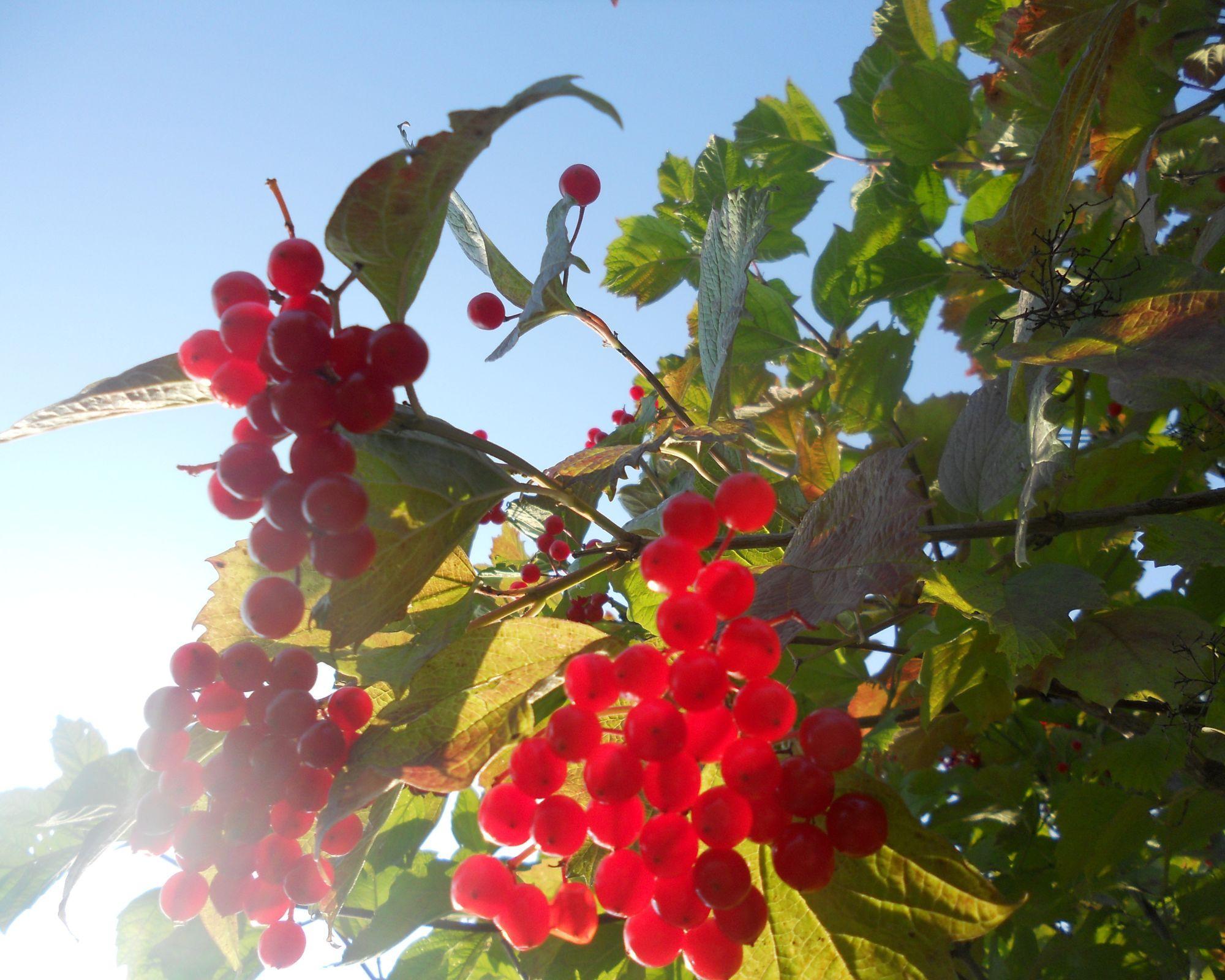 PUTINO ŽIEVĖ - liaudiesismintispataria.lt