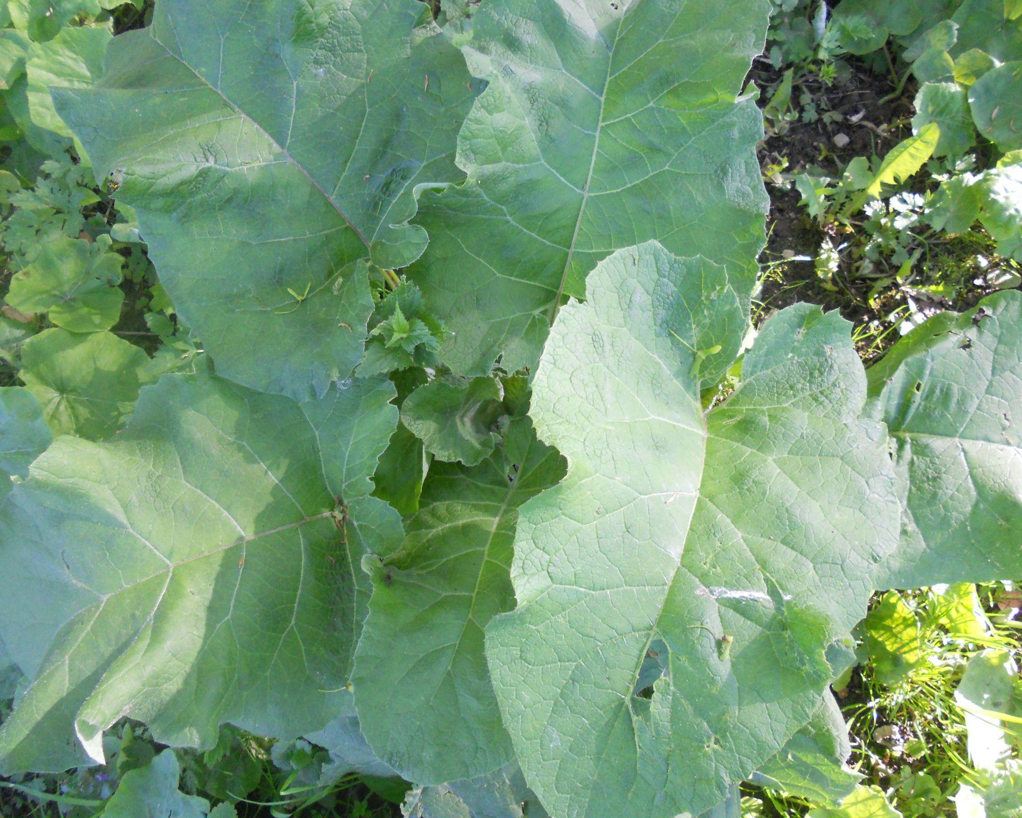 VARNALĖŠŲ LAPŲ TINKTŪRA - liaudiesismintispataria.lt