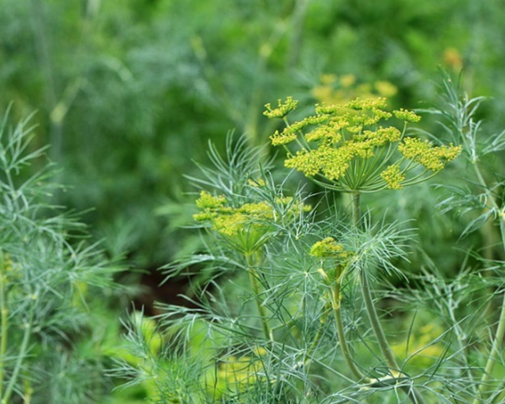 KRAPŲ VAISTINĖS SAVYBĖS - liaudiesismintispataria.lt